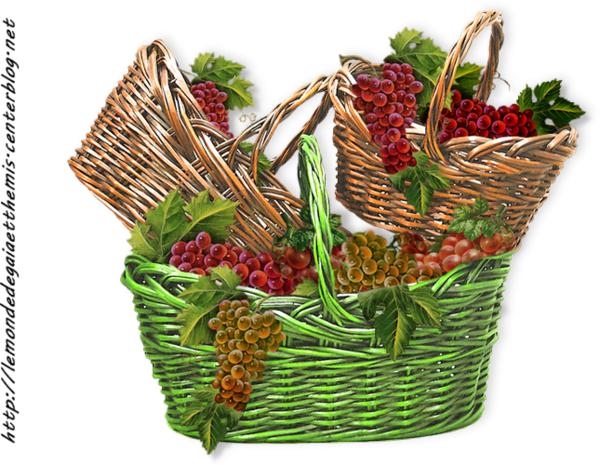 Tube Vendange Raisin 1